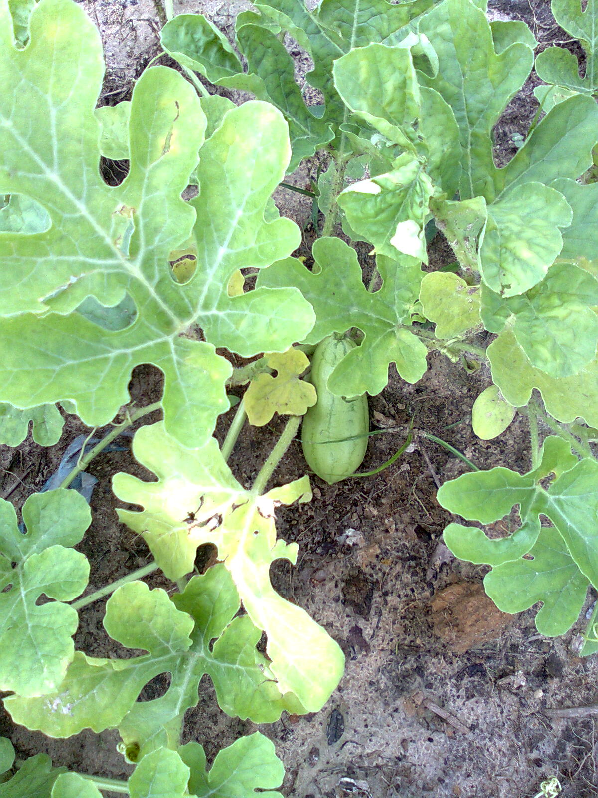 CAFEGA: produccion unidad de patilla