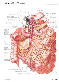 General Surgery Study Notes: Superior Mesenteric Artery Anatomy