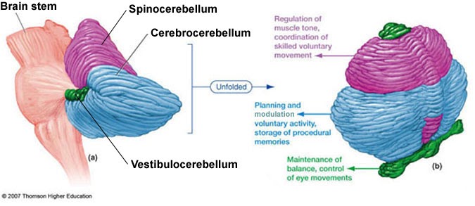 Medicina Física y Rehabilitación en Ataxias: Cerebelo, partes y ...