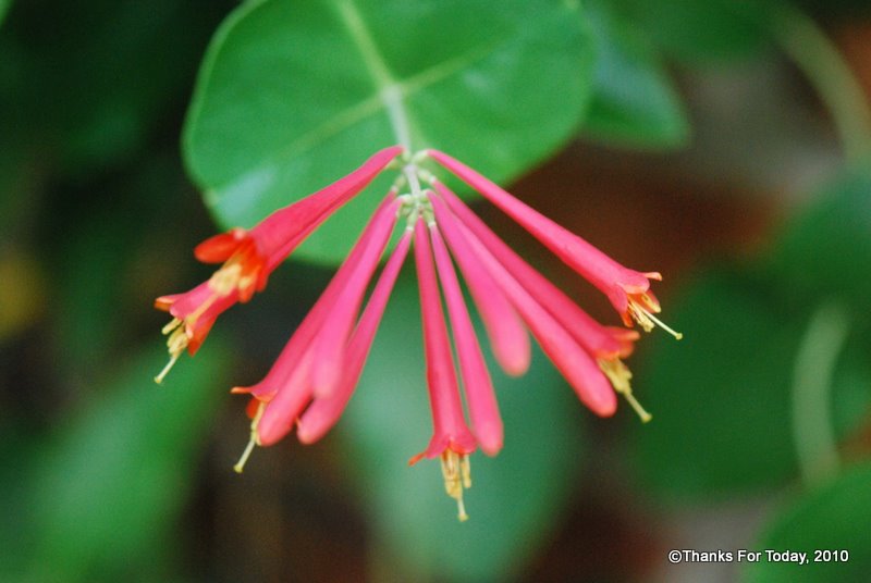 Thanks for today.: Go Native: Plant Coral Red Honeysuckle