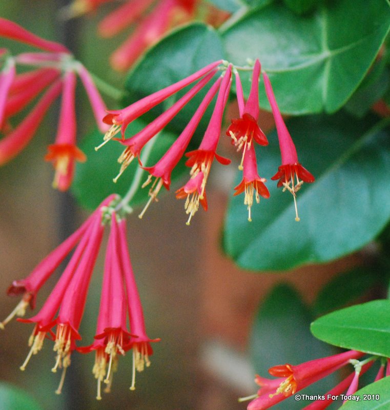 Thanks for today.: Go Native: Plant Coral Red Honeysuckle