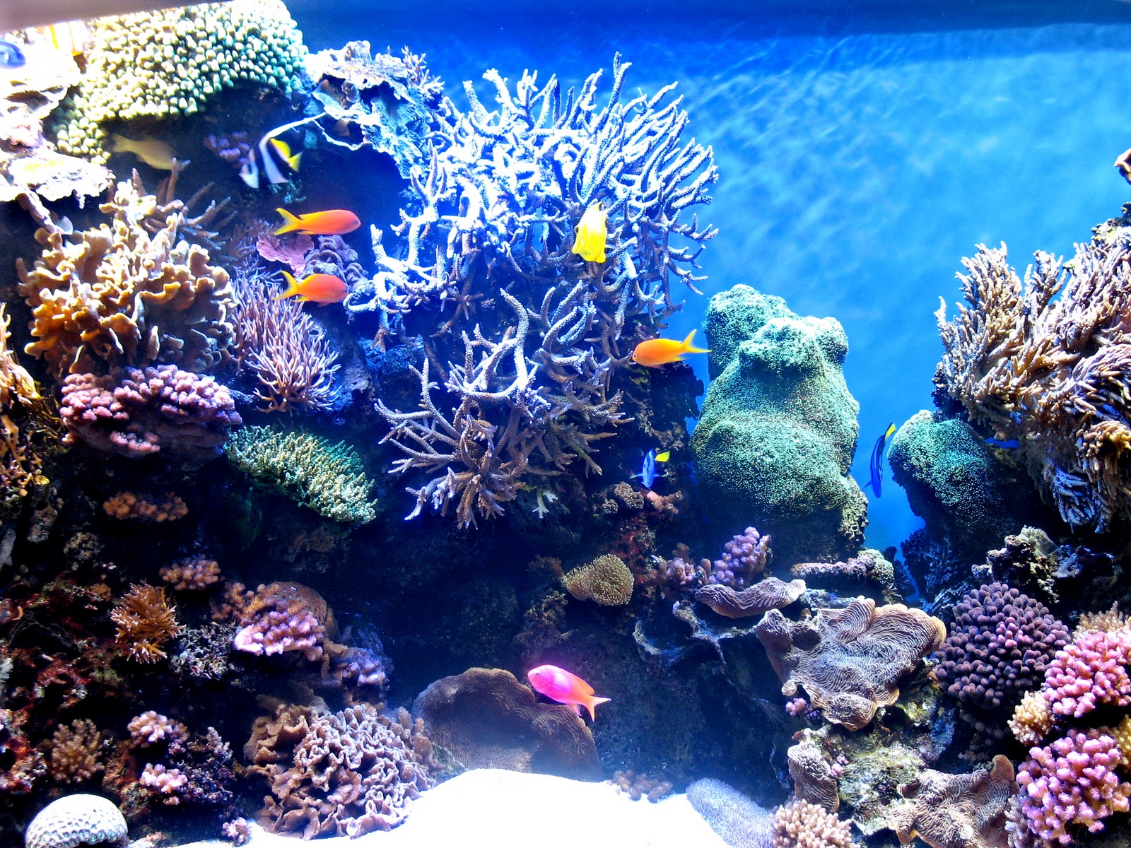 The O's Have It: Monterey Bay Aquarium