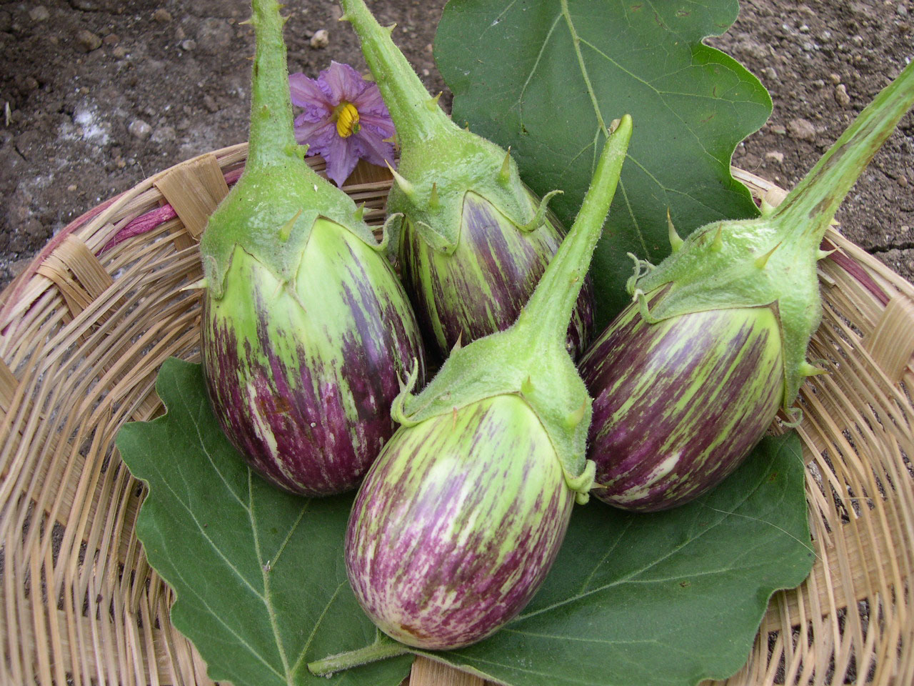 Bt Brinjal: July 2010
