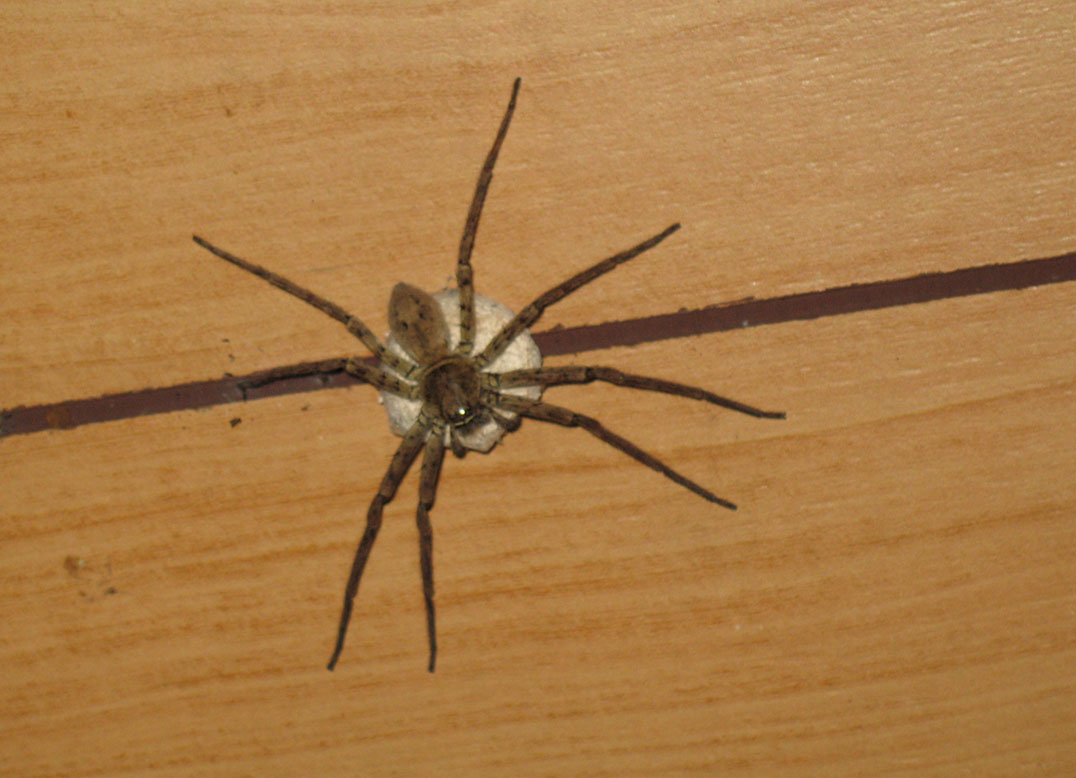 run-photos-amat: Rien de dangereux