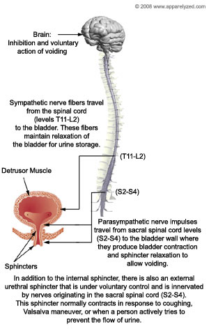 Rayments Life with Spina Bifida: Learning About SB: Getting things out ...