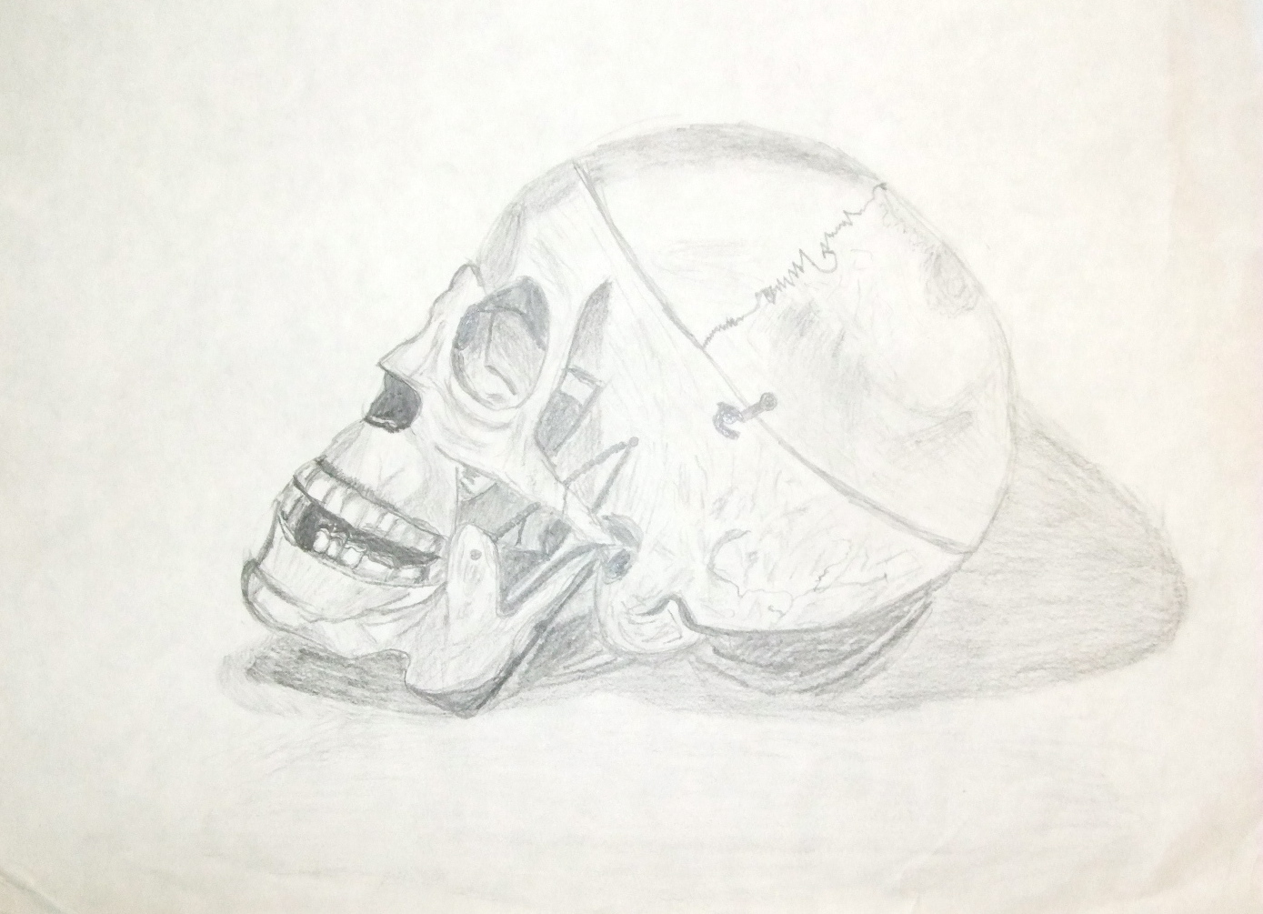 highschoolart: Human Skull Contour Drawing High School Art