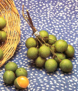 Adventures in Gigi: Genips & Iguana