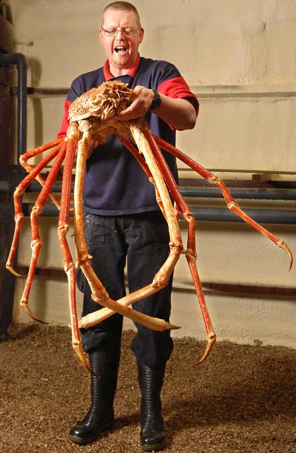 ANIMAL PLANET: Crabzilla