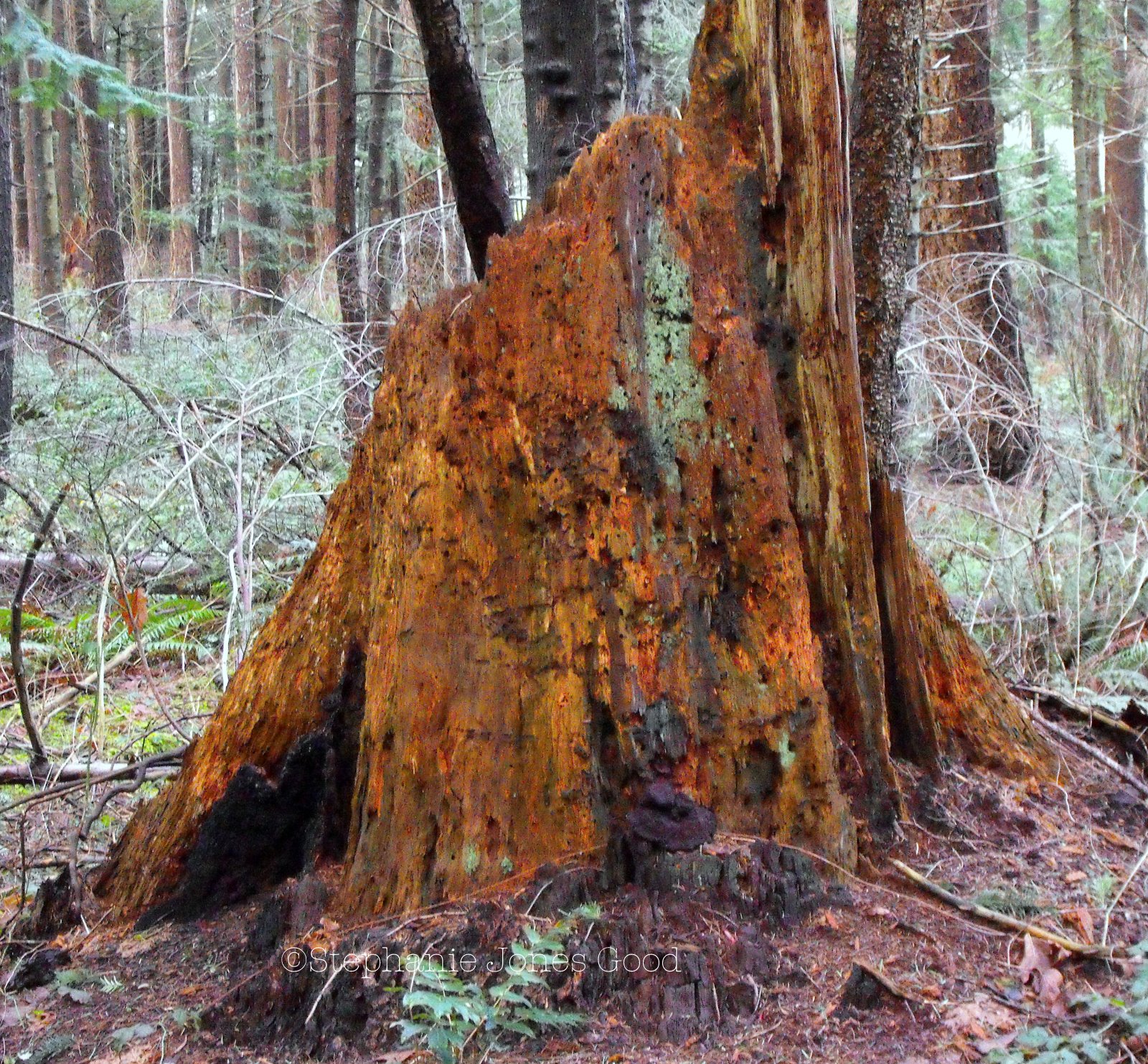 Tree Stump: Desember 2011