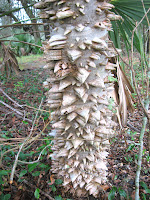 IN PRAISE OF WALKING: Winter Ramble in a Florida Woodland