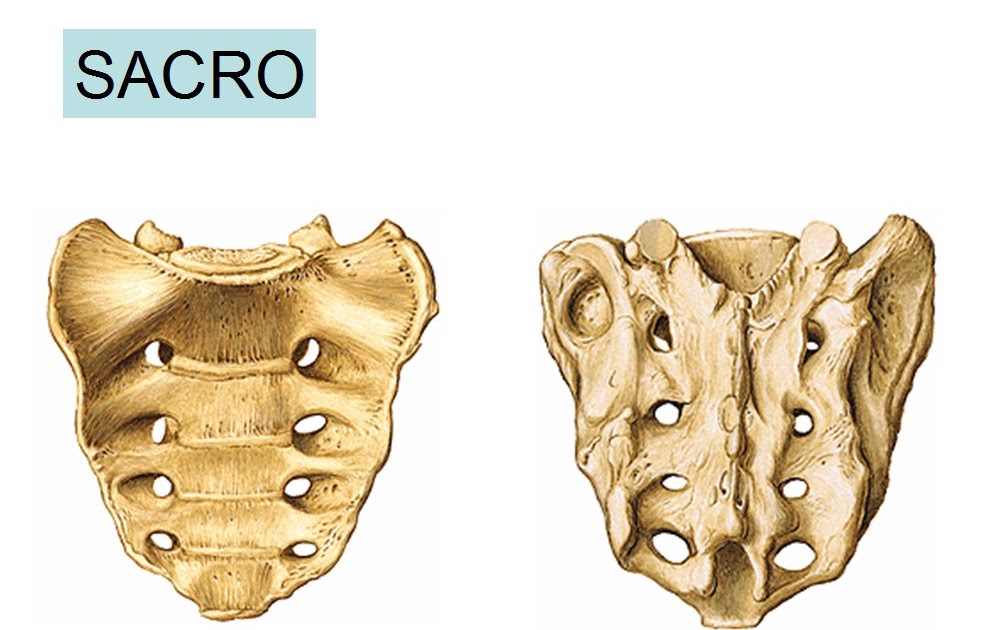 anatomia humana: SACRO