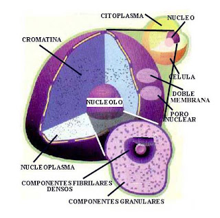 segundo medio: El núcleo de la célula