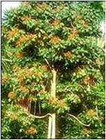 Honrar la Vida: AÑO NUEVO Y HUAYRURO...