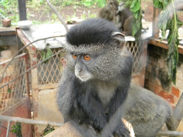 Lwiro Primates: In memory of Hombo