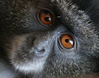 Lwiro Primates: In memory of Hombo