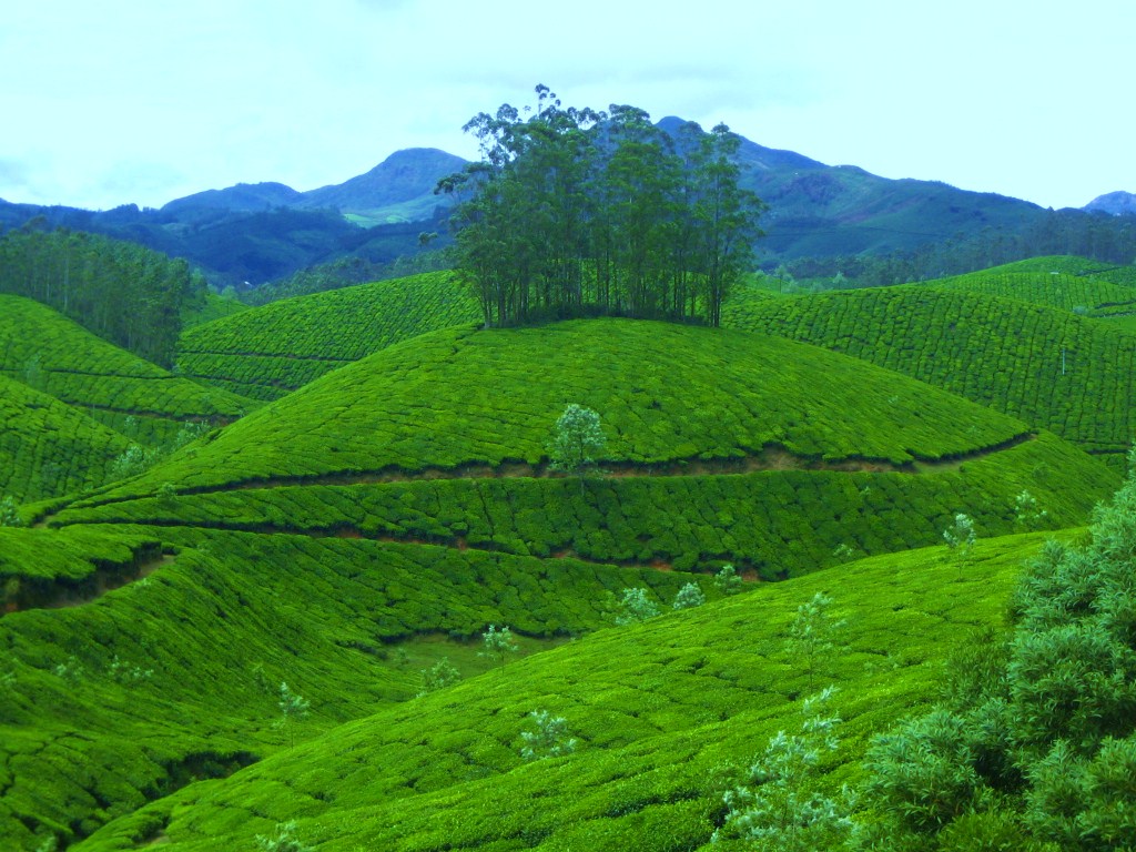 Kerala : God's Own Country: How to reach Munnar?