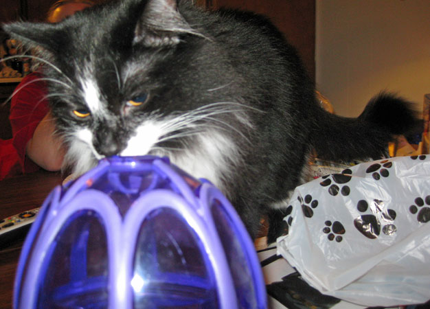 Jake's Takes: Basset Thoughts: Jake's New Toy - The Kibble Nibble