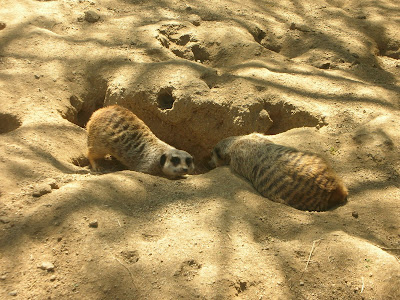 Disfrutando el mundo!: San Diego's Wild Animal Park