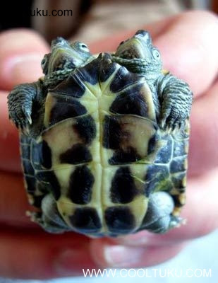 PICS DOT COM: Rare Two-Headed Turtle
