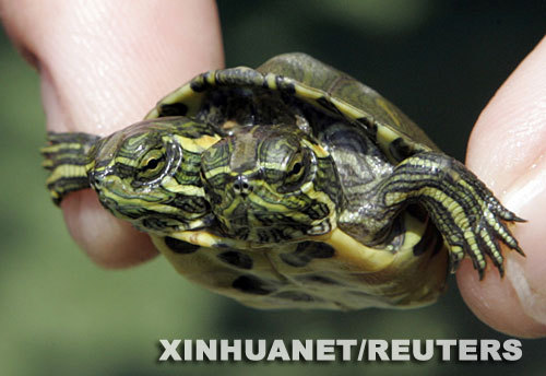 PICS DOT COM: Rare Two-Headed Turtle