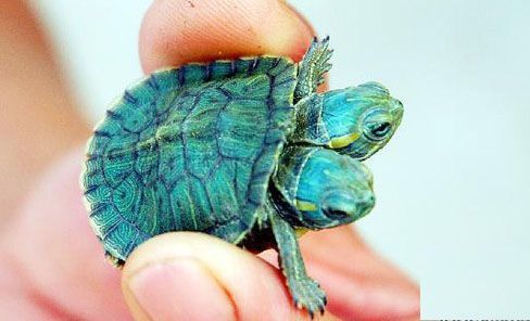 PICS DOT COM: Rare Two-Headed Turtle
