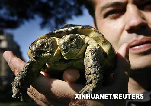 PICS DOT COM: Rare Two-Headed Turtle