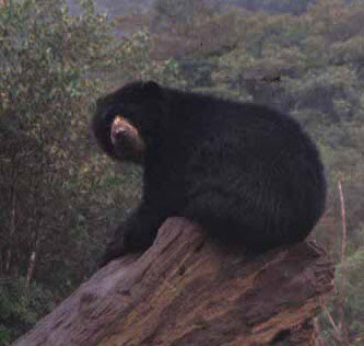 biodiversidad en la sierra