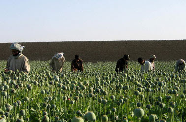 enjoy your life: Opium Harvest (Afghanistan)