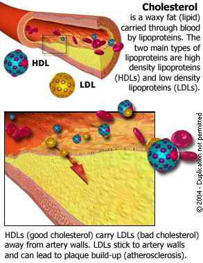 Tips Mengendalikan Kolesterol - Blog Kesehatan - Danshenplus.com