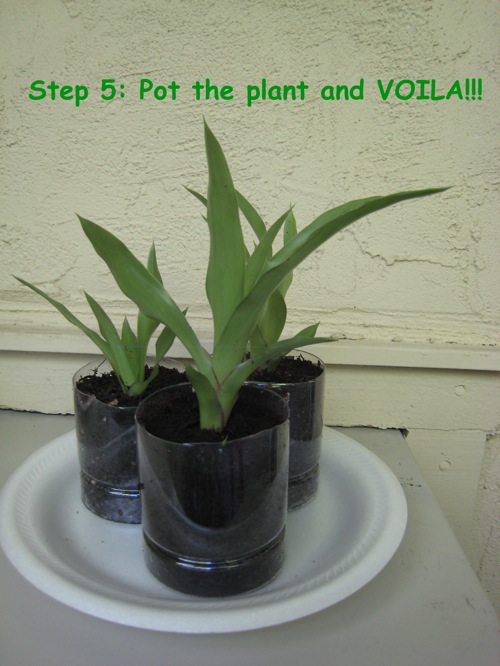 Don't Quit -- Keep Counting the Blessing!!!: TIP: HOMEMADE PLANT POTS