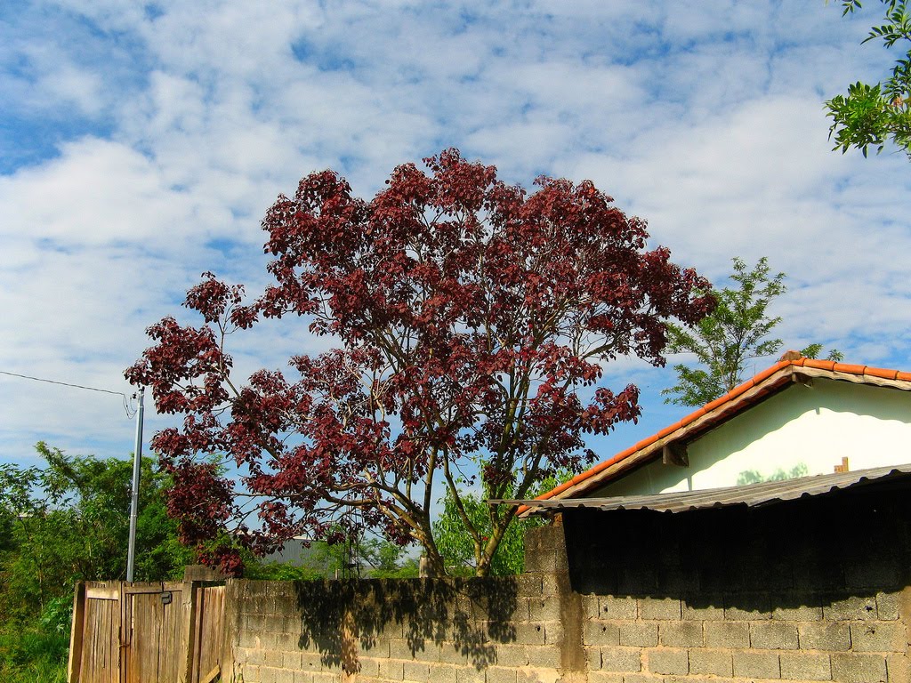 PodCast: Euphorbia cotinifolia