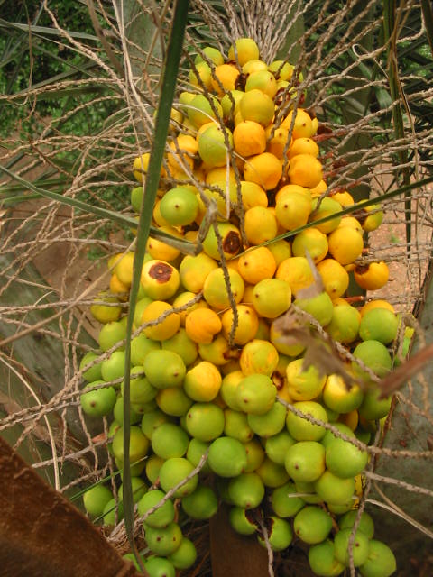 PodCast: Jubaea chilensis