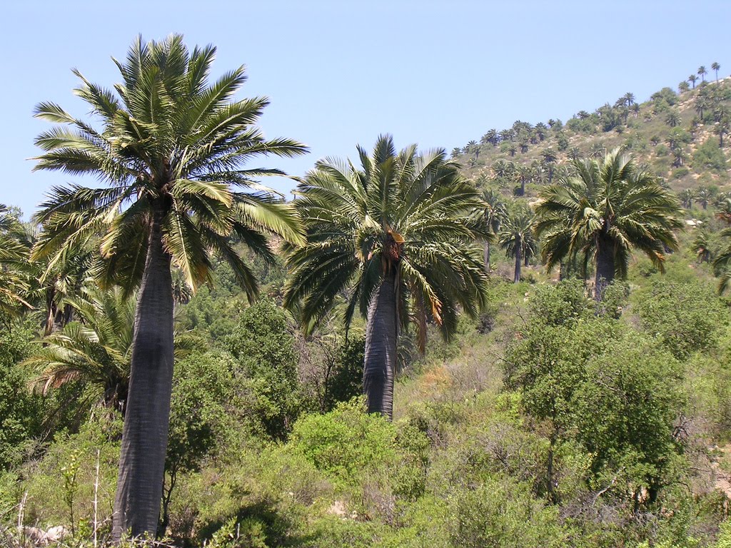 PodCast: Jubaea chilensis