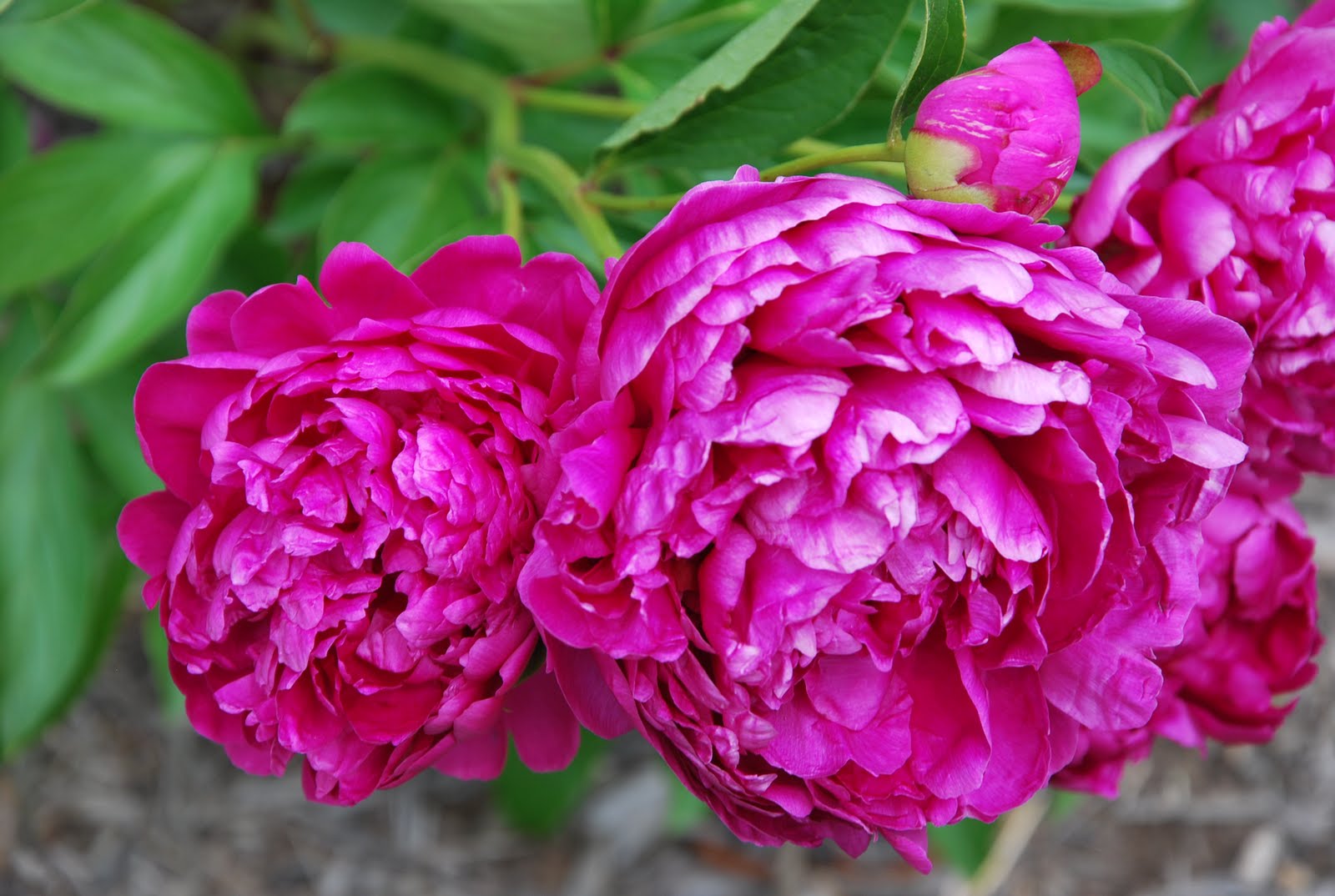 Southern Peony: 2010 Peony Blooms - Week 6