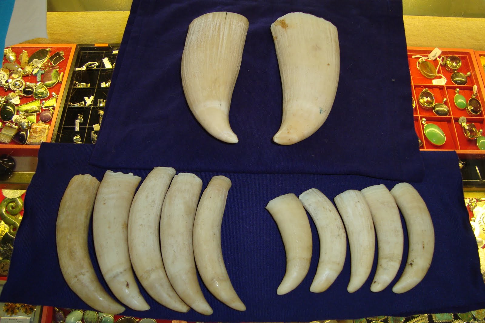 ZAMRUD TECHNOLOGY: Sisipan...Gigi Ikan Paus dari Australia