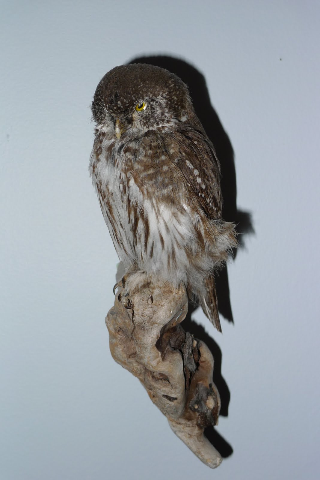 Älgflugornas Herre: Uppstoppade fåglar