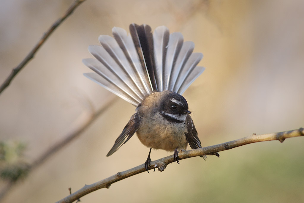 The Ruins of the Moment: Piwakawaka — Photos by Pete McGregor