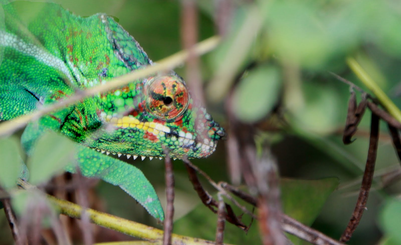 elioarte: MADAGASCAR I rettili