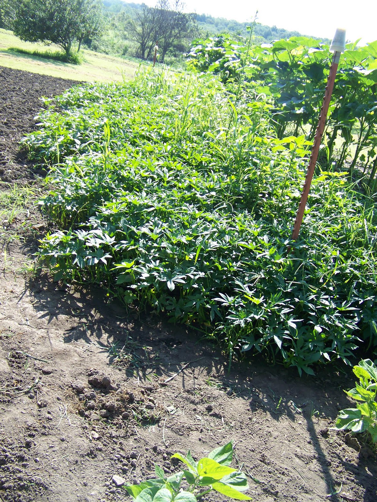 Hickery Holler Farm: Warm Weather Crops
