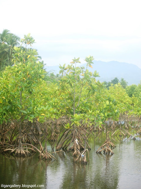 Snapshots of Iligan: Mangrove Plantation at Bayug Island, Barangay ...