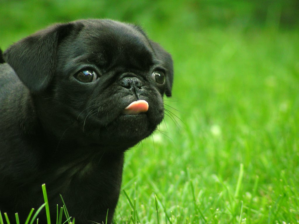 DOG TO SELL: nueva camada de pug negro