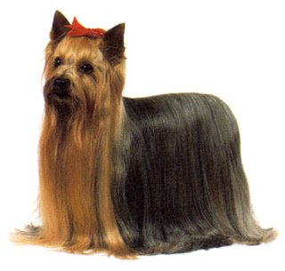 關於狗狗~: 關於約克夏