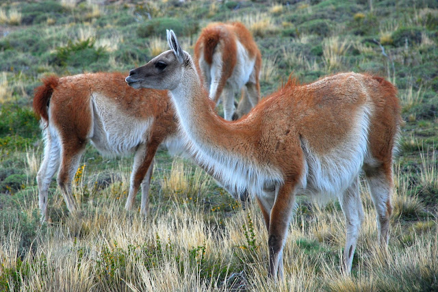The Nomadic Pinoy: Wildlife in Patagonia