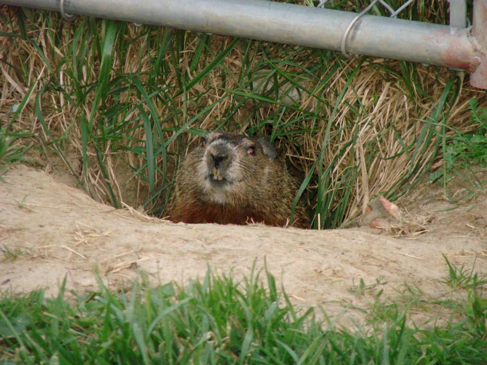 Astounded by the Potential: Potentially Evil Groundhog