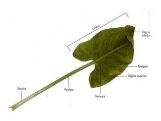 Cantinho das Ciências da Natureza: Constituição de uma folha completa