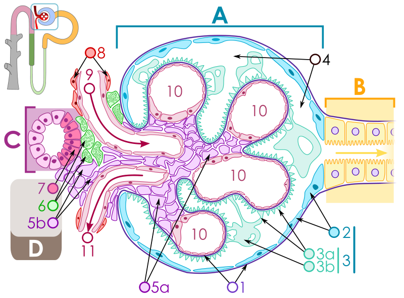 MEDICAL IMAGES: Renal corpuscle ( Glomerulus ) Microscopic anatomy