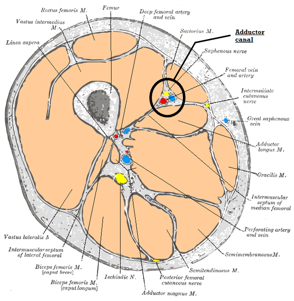 Medical Images Adductor Canal Subsartorialhunters Canal
