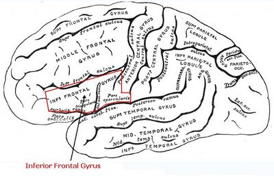MEDICAL FACTS AND MCQ'S: Sulci and Gyri of Brain