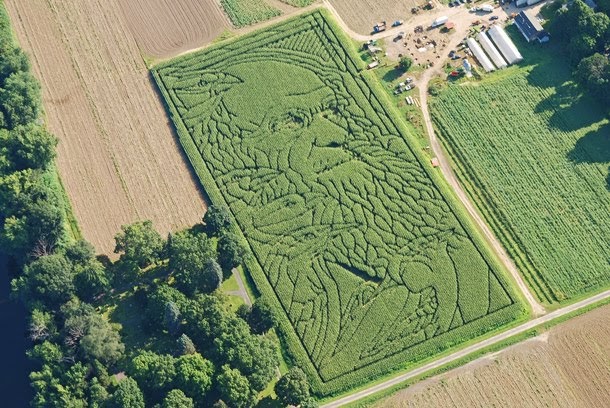 Darwin corn maze in Massachusetts ~ Irtiqa