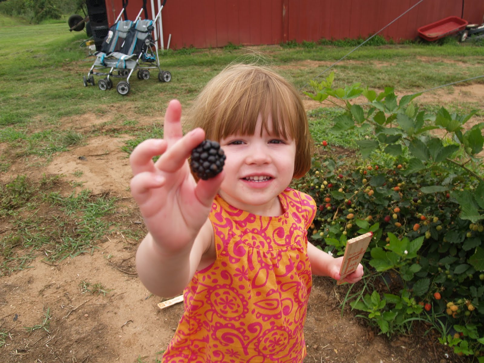 The McClure Clan: Berry Picking at Sweet Berry Farm